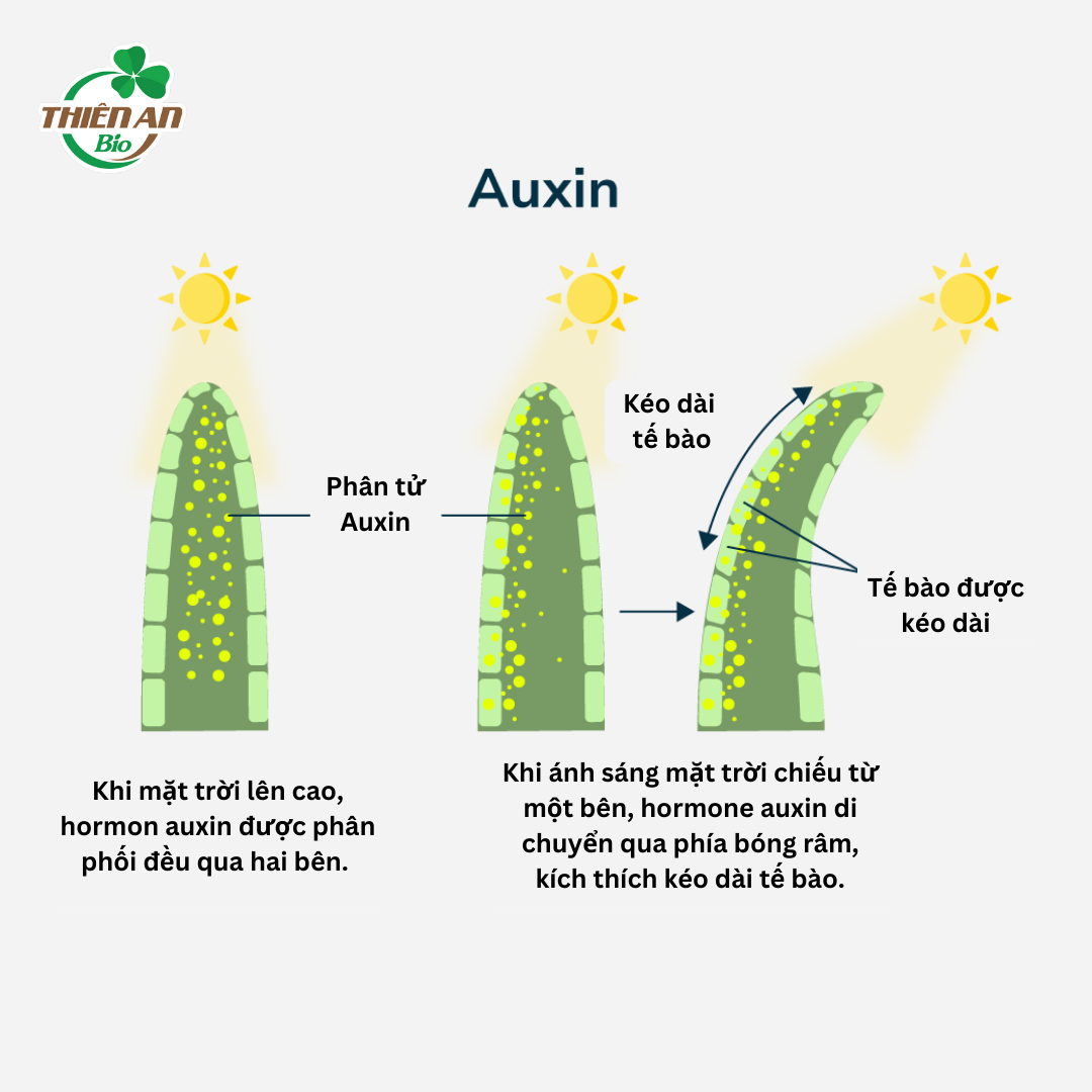Hormone Thực Vật Auxin Giúp Cây Trồng Sinh Trưởng • SINH HỌC THIÊN AN